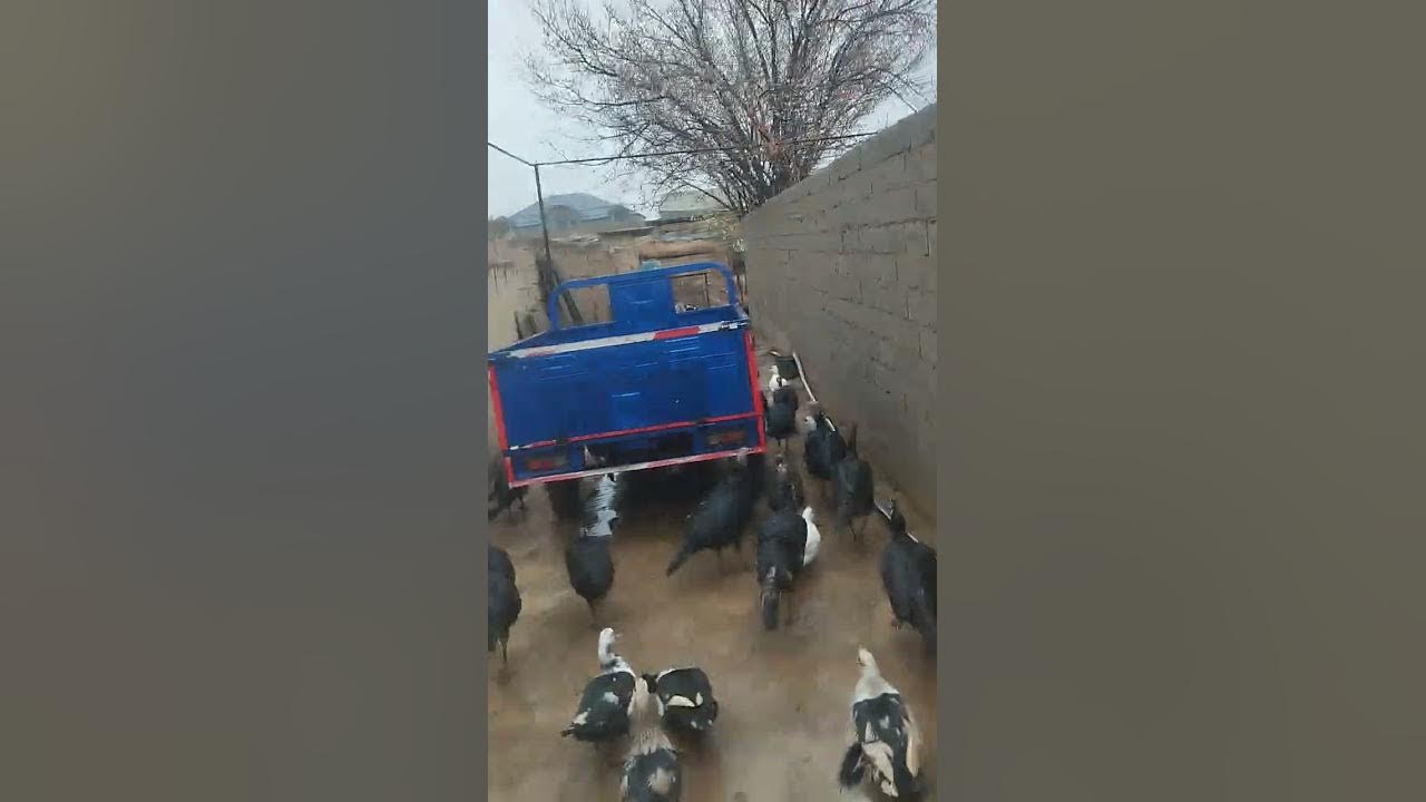 INDUK BOQISH - YouTube