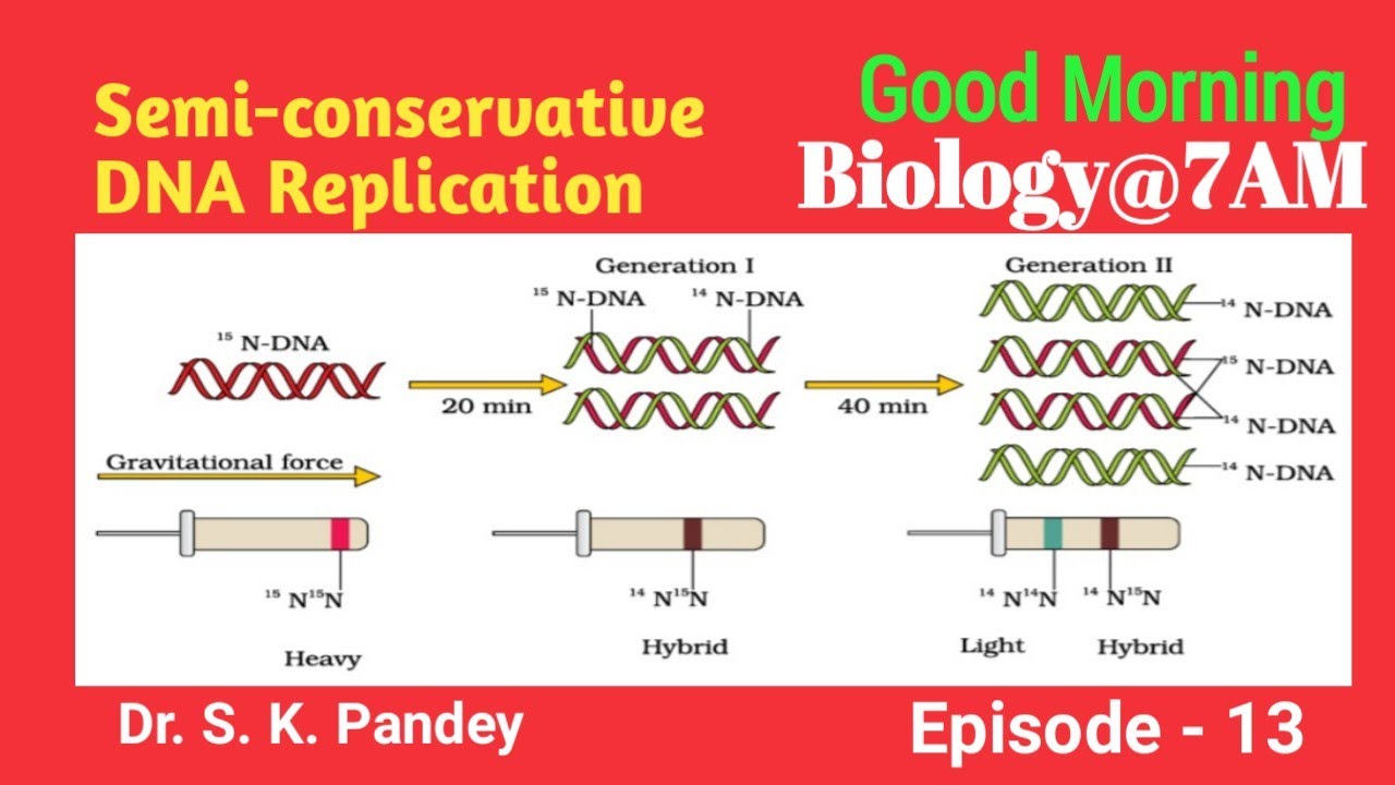 Semiconservative DNA Replication। NEET Biology । Most important concept ...