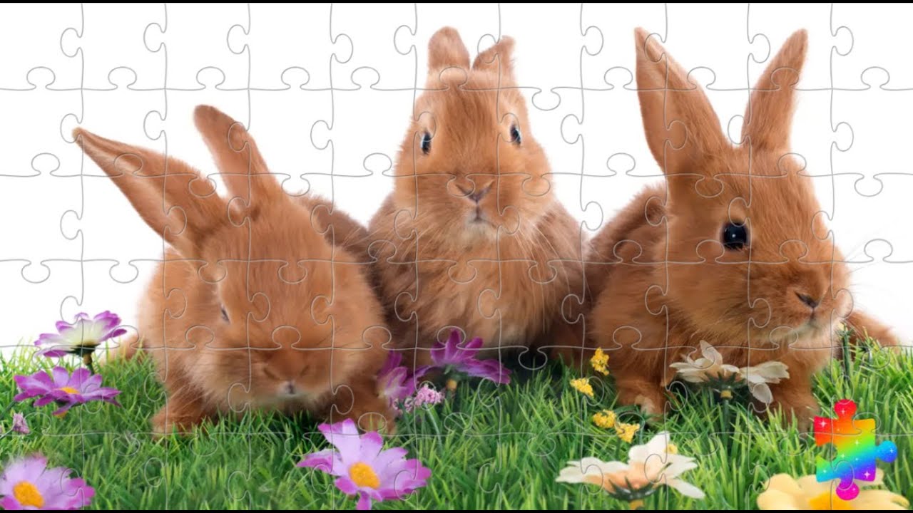 Cute Bunnies - Jigsaw Puzzles for Kids - Puzzle Planet - YouTube