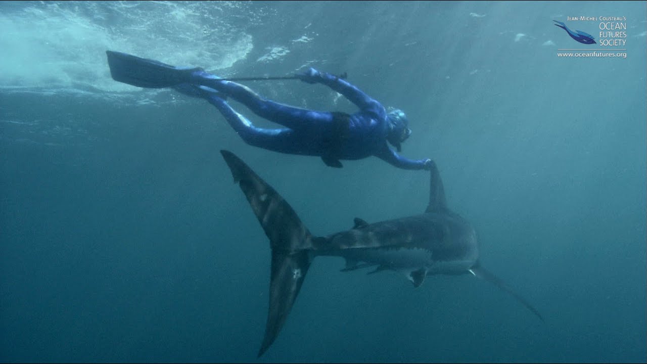 Jean-Michel's Great White Shark dive from Sharks at Risk - YouTube