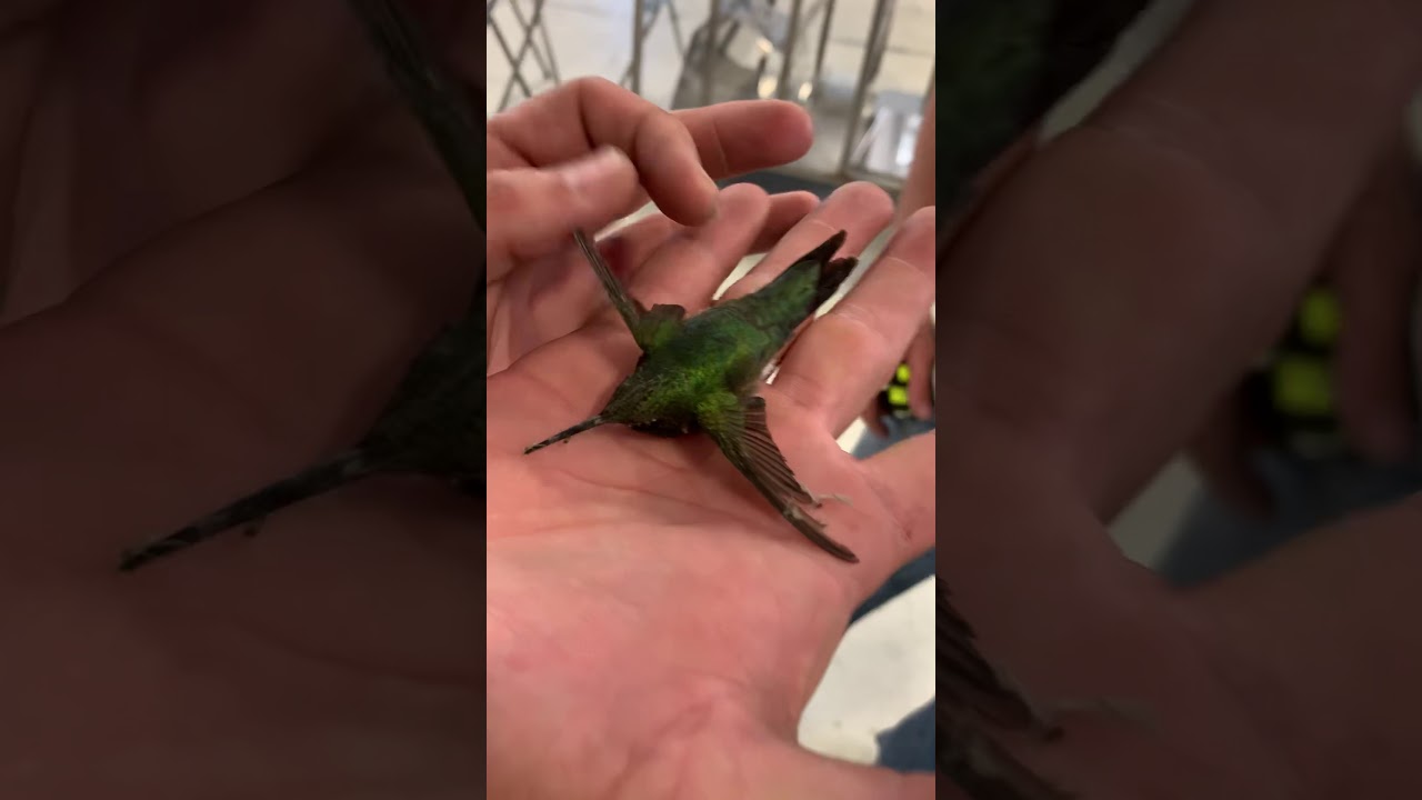 Catching a Hummingbird - YouTube