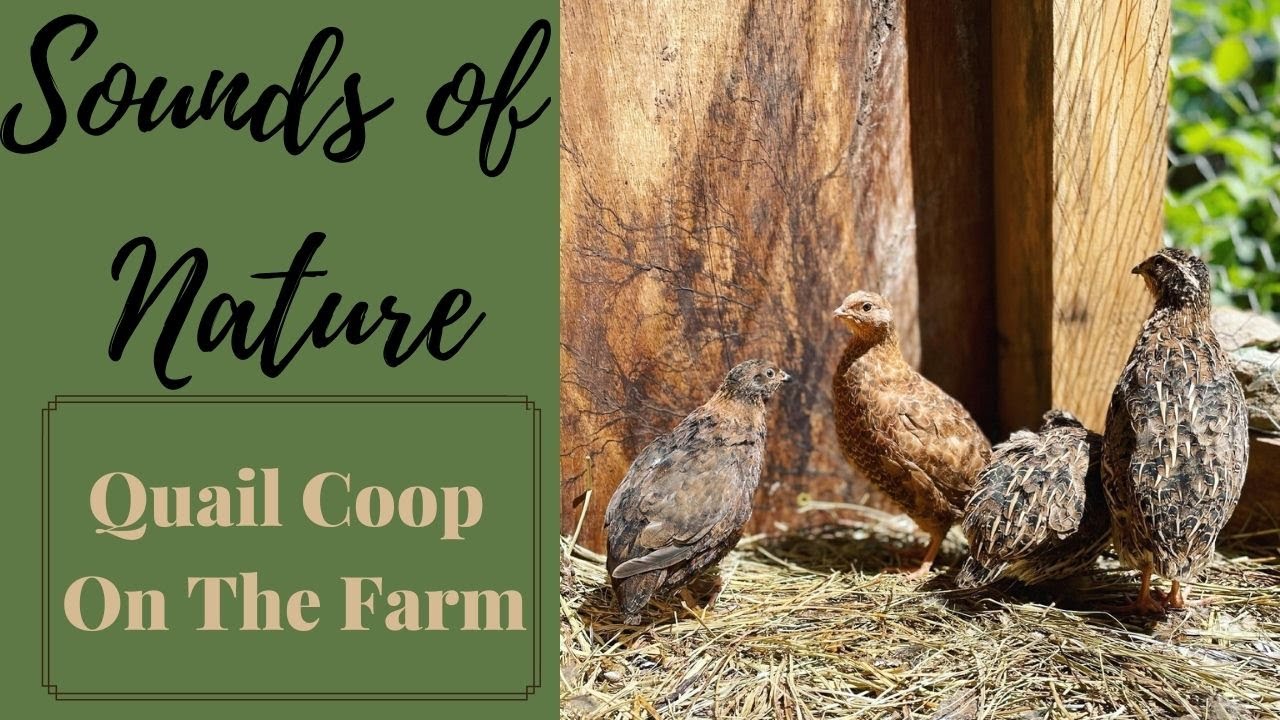 RELAXING MUSIC WITH QUAIL SOUNDS ON THE FARM - OVER 1 HOUR OF RELAXING ...