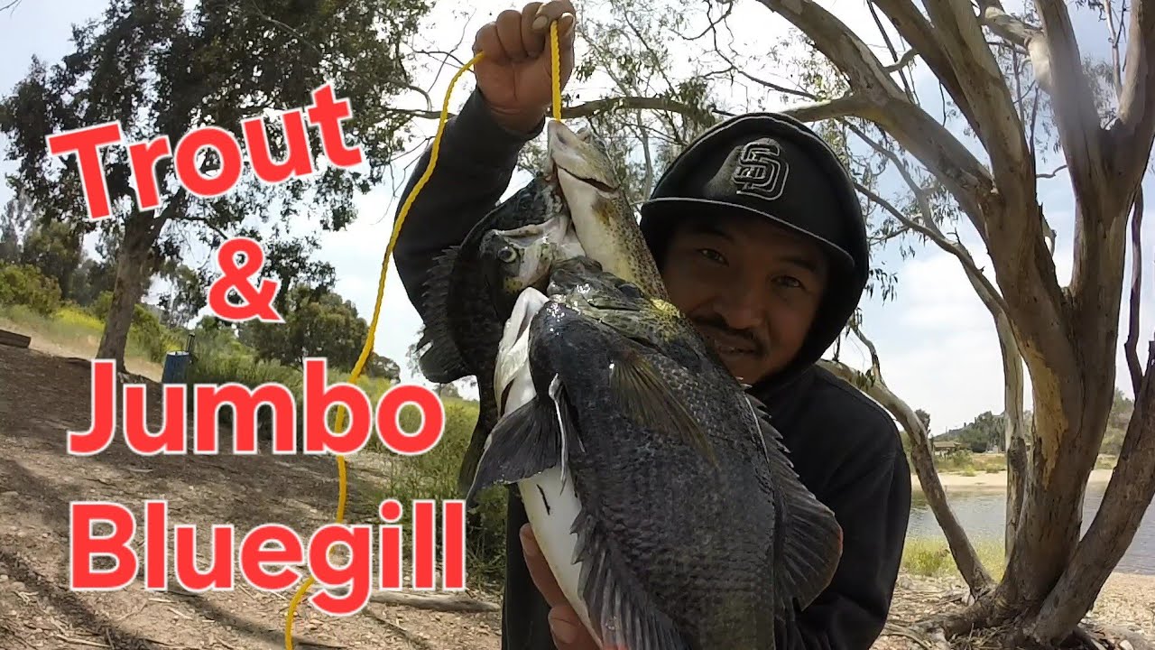 Lake Murray: Jumbo Bluegills and Trout! Tips and Techniques! - YouTube