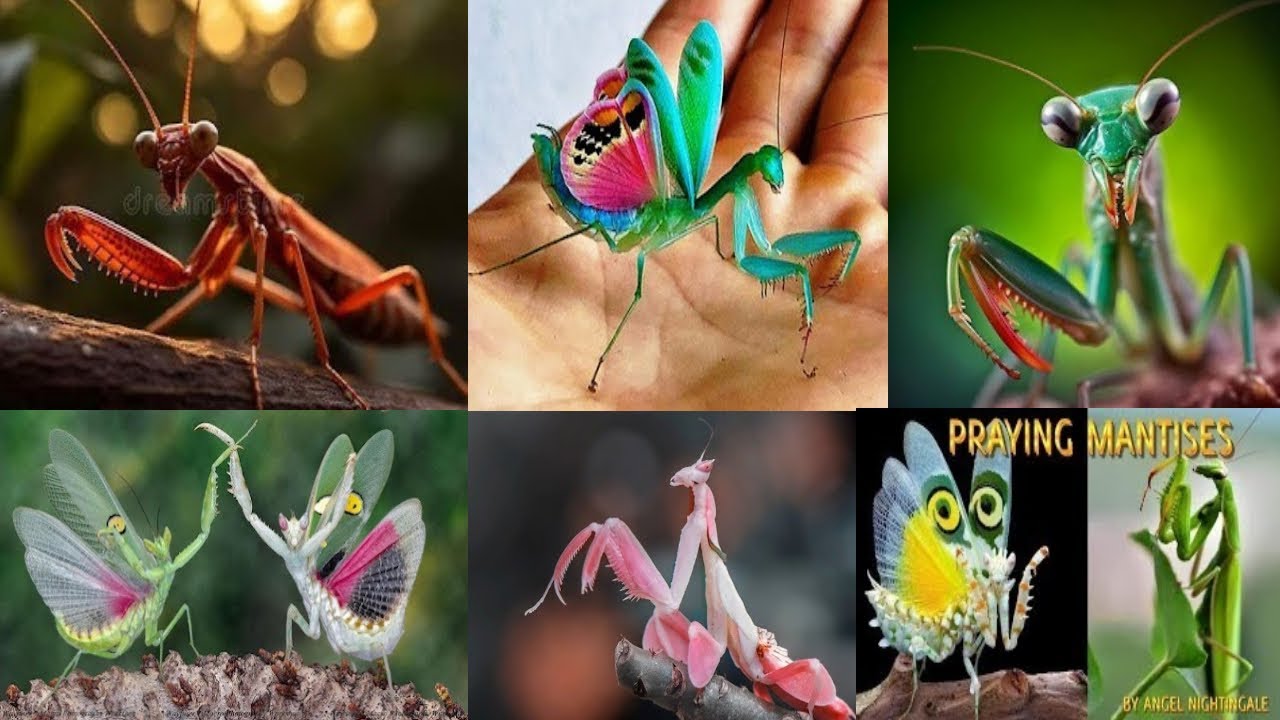 PRAYING MANTISES BY ANGEL NIGHTINGALE - YouTube