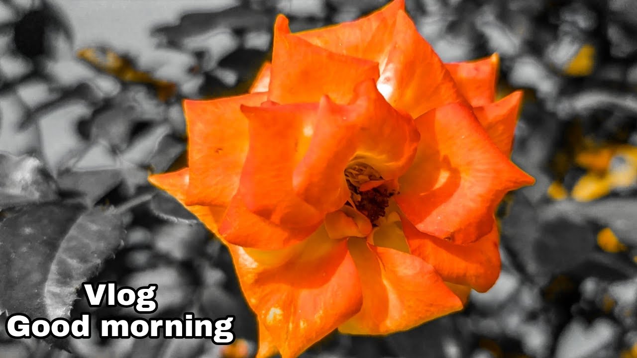 Vlog Roj Good morning 🌹|| Ak bar dhekh lo ||@Sagarsahani63 - YouTube