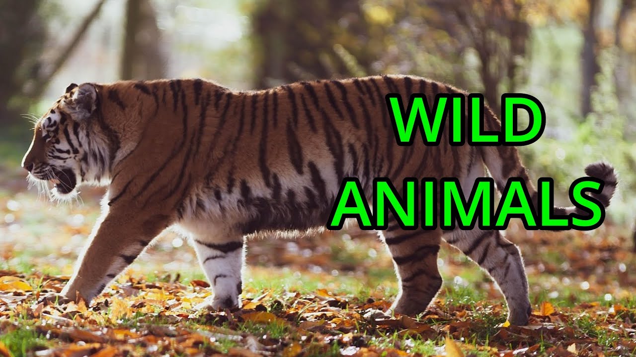 Learn about Wild Animals - Kids learning video - YouTube