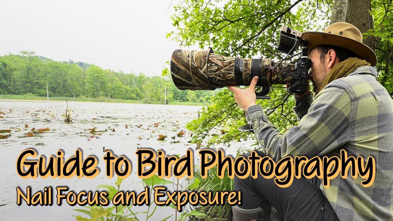 Beginners Guide to Bird Photography | Exposure, Settings, and Autofocus ...