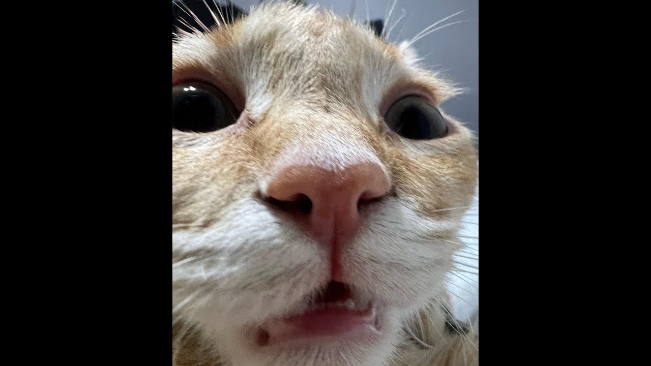 Erm, what da tuna? - YouTube