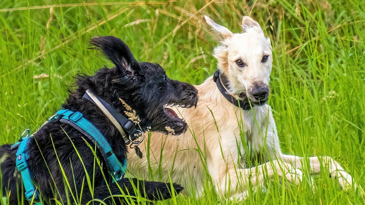 Warped Dogs – GRM Warp meets Fabfilter Timeless 3 - YouTube