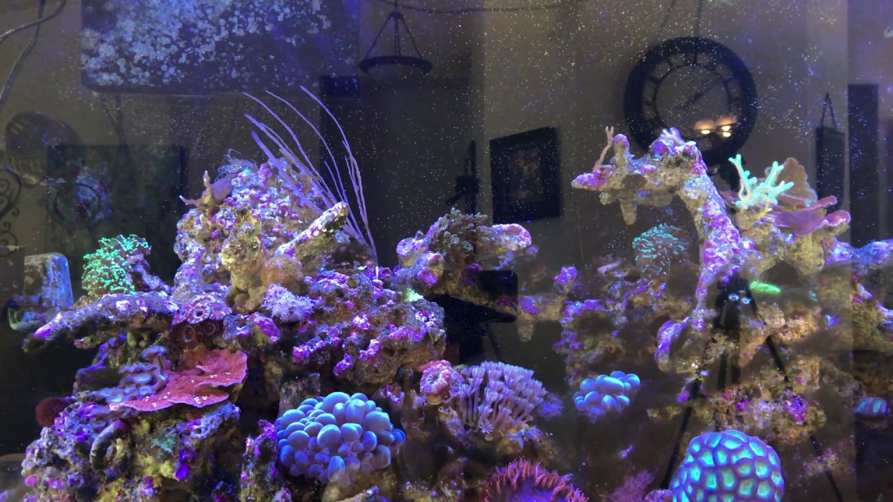 Health Supplements & How Your Body Is Like a Fish Tank - YouTube