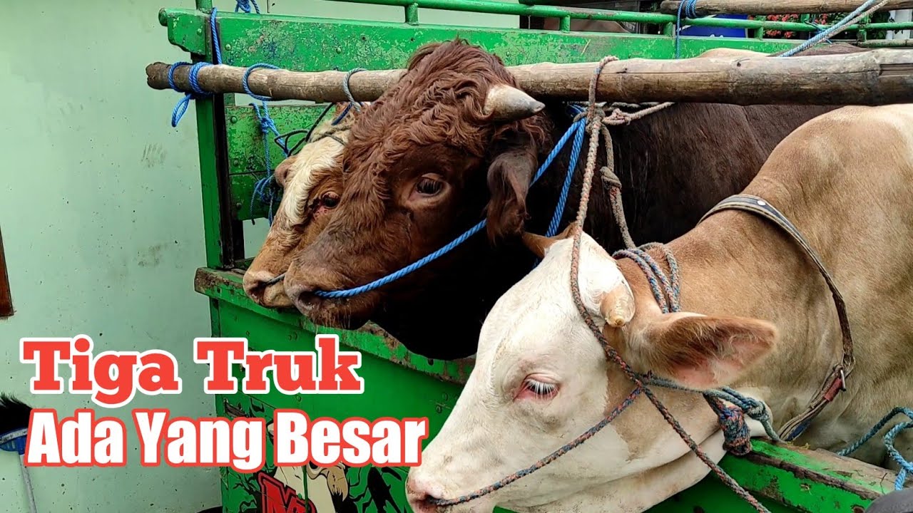 Sapi Datang 3 Truk Stok Grosir Sapi HR Farm Membludak - YouTube