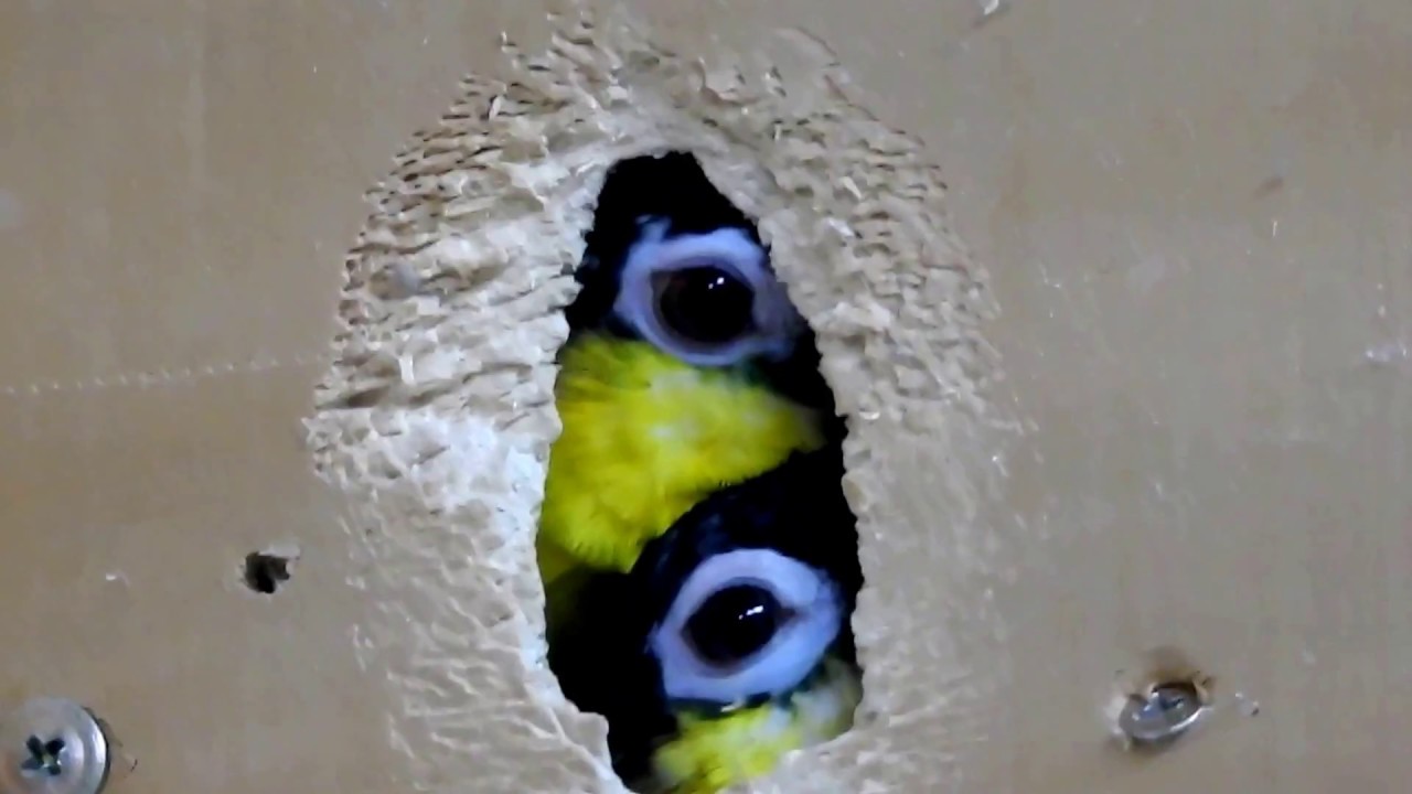 Black headed caiques breeding pair - YouTube