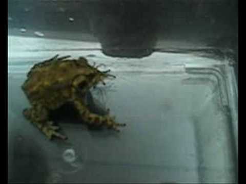 A Frog eats a centipede - YouTube