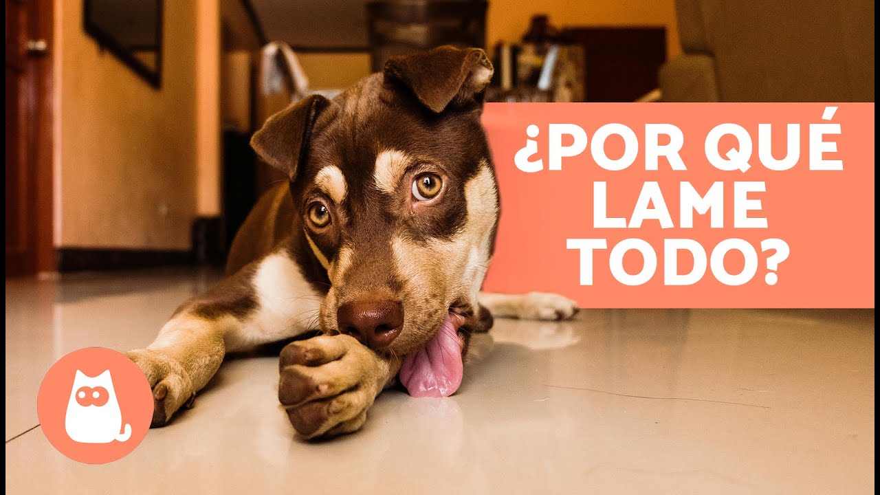 ¿Por qué Mi PERRO LAME TODO desesperadamente? 🐶👅 (6 Causas del Lamido Excesivo en Perros) - YouTube