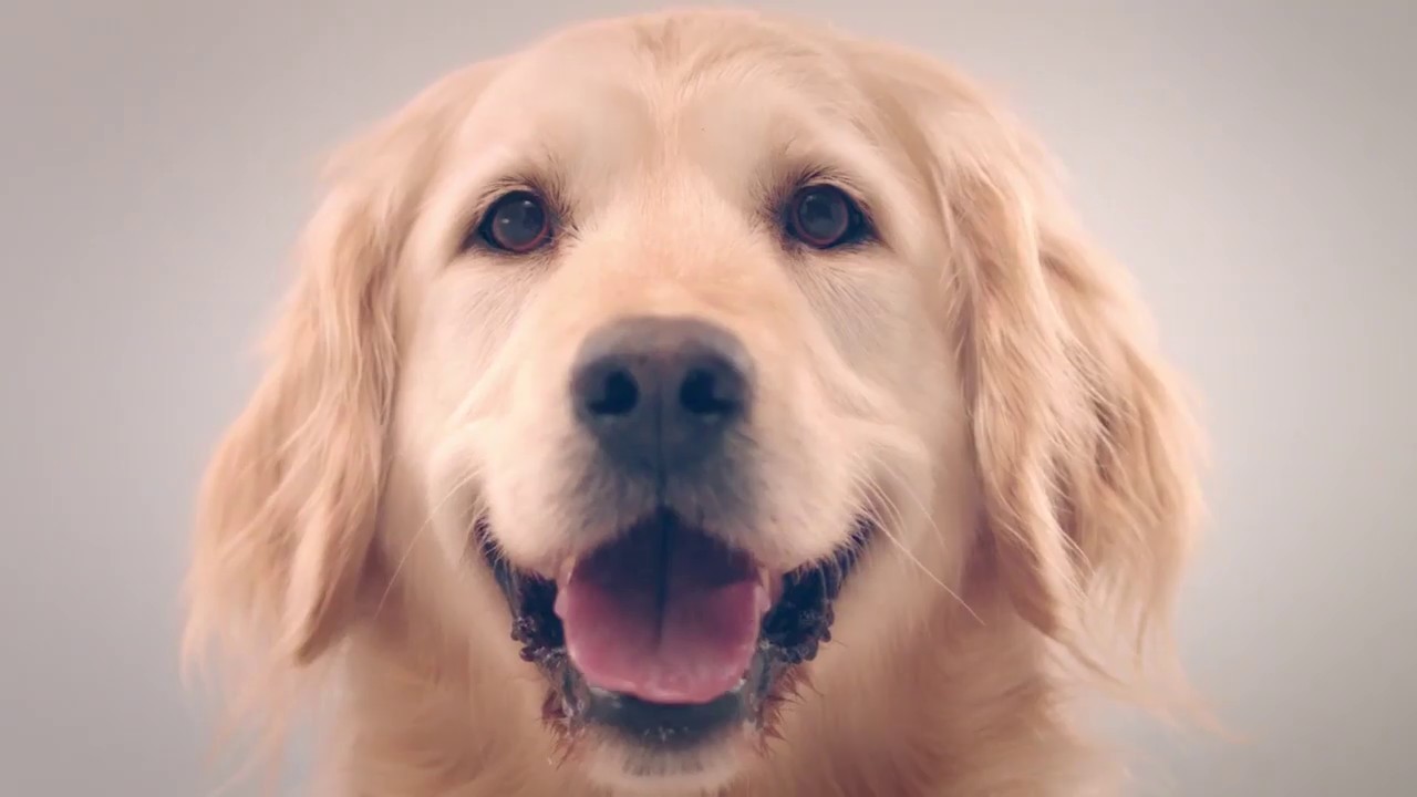 The All New Land Rover Discovery – Dog Friendly Design for the Ultimate ...