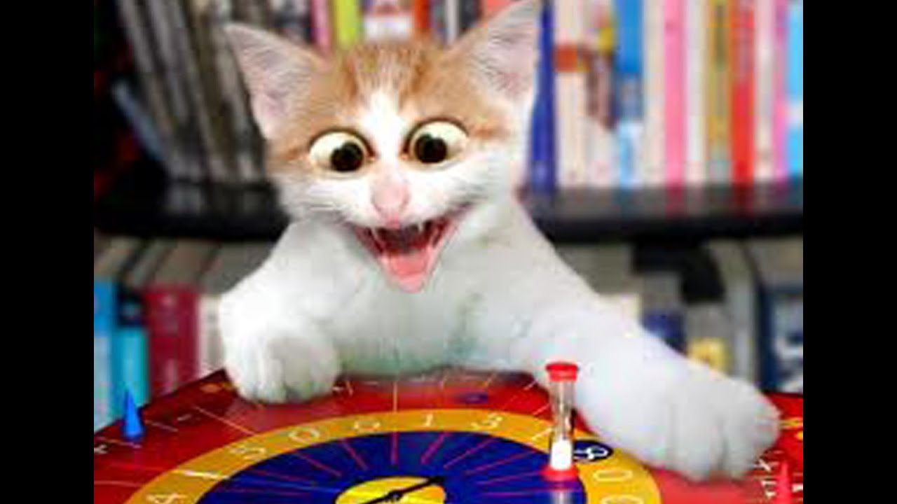 Los Animales mas Divertidos y Graciosos del Mundo 2014 - YouTube