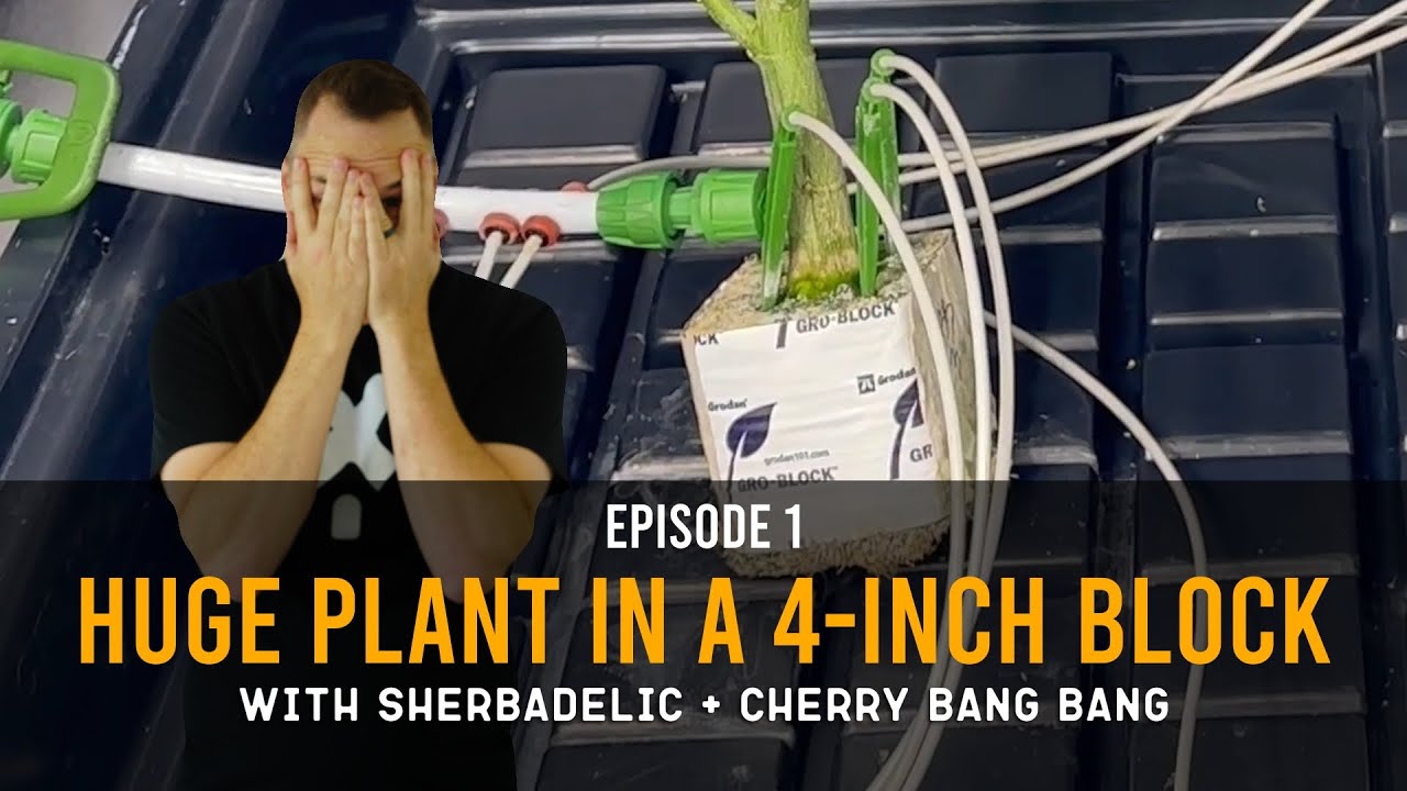 How to Grow Large Cannabis Plants in Tiny 4-Inch Rockwool Blocks - YouTube