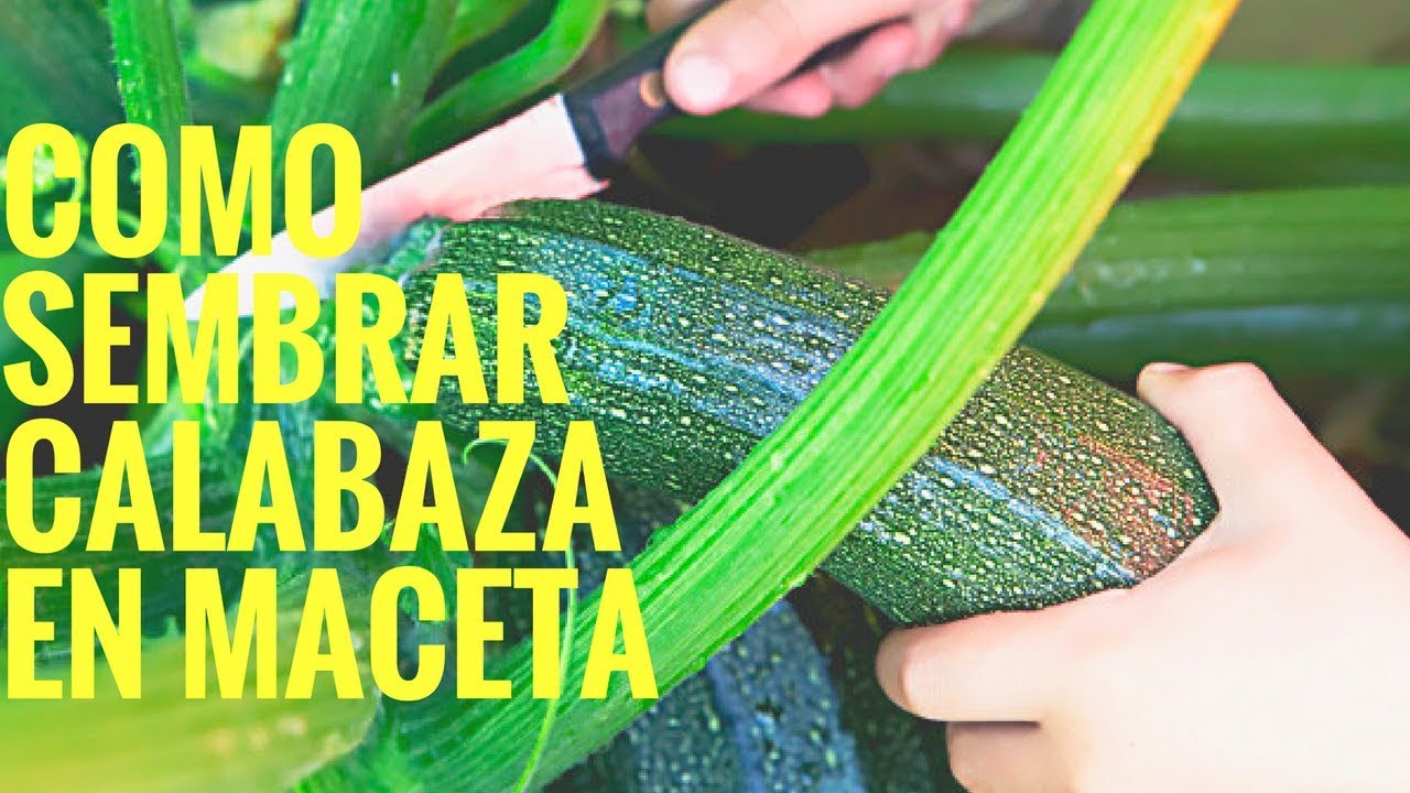Plantar Semillas De Calabaza A Partir De Calabaza Tallada Como Hacer