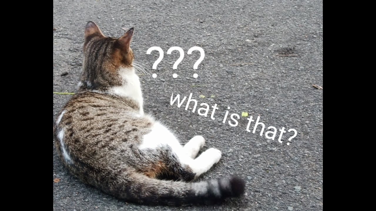 Cat Chases a Crawling Insect!! - YouTube