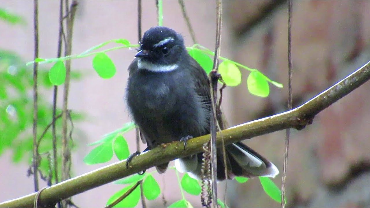Beautiful White Throated Fantail Visits My Backyard - YouTube