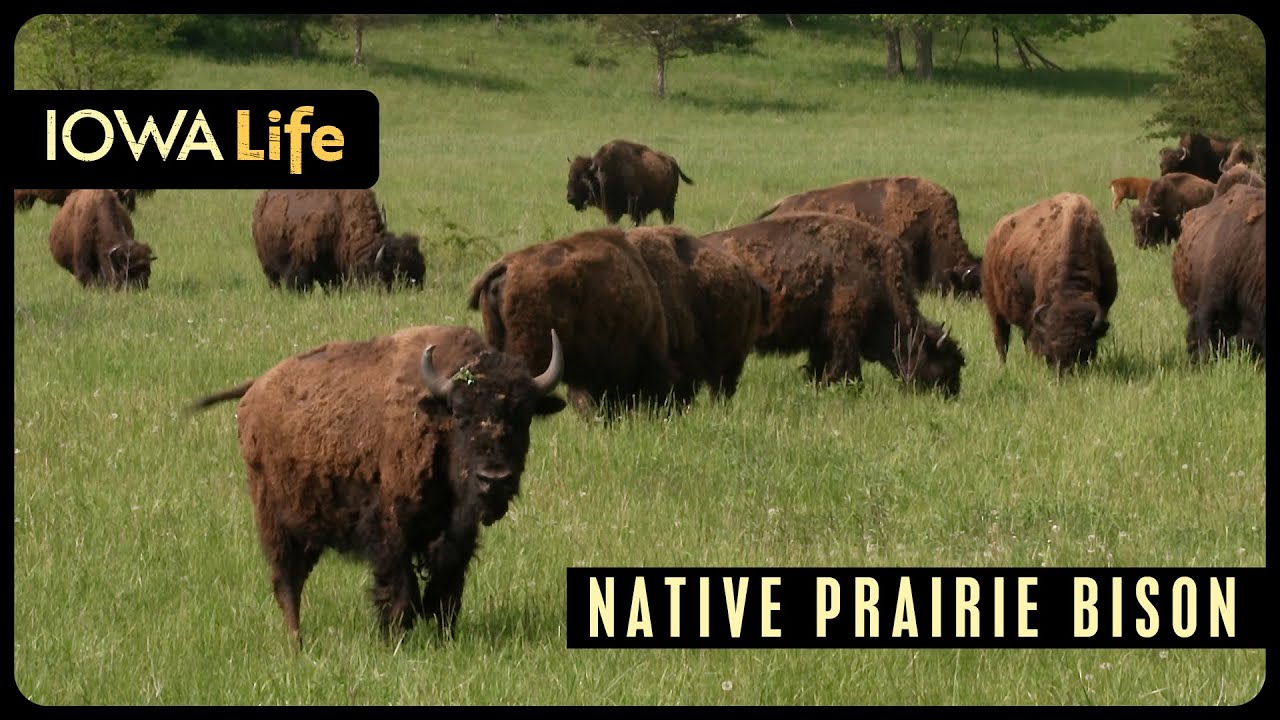 Native Prairie Bison | Iowa Life - YouTube