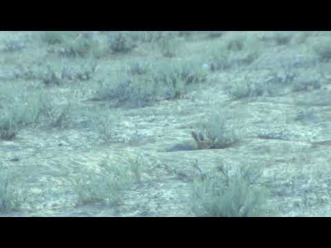 Cape_fox/2022-12-05_001