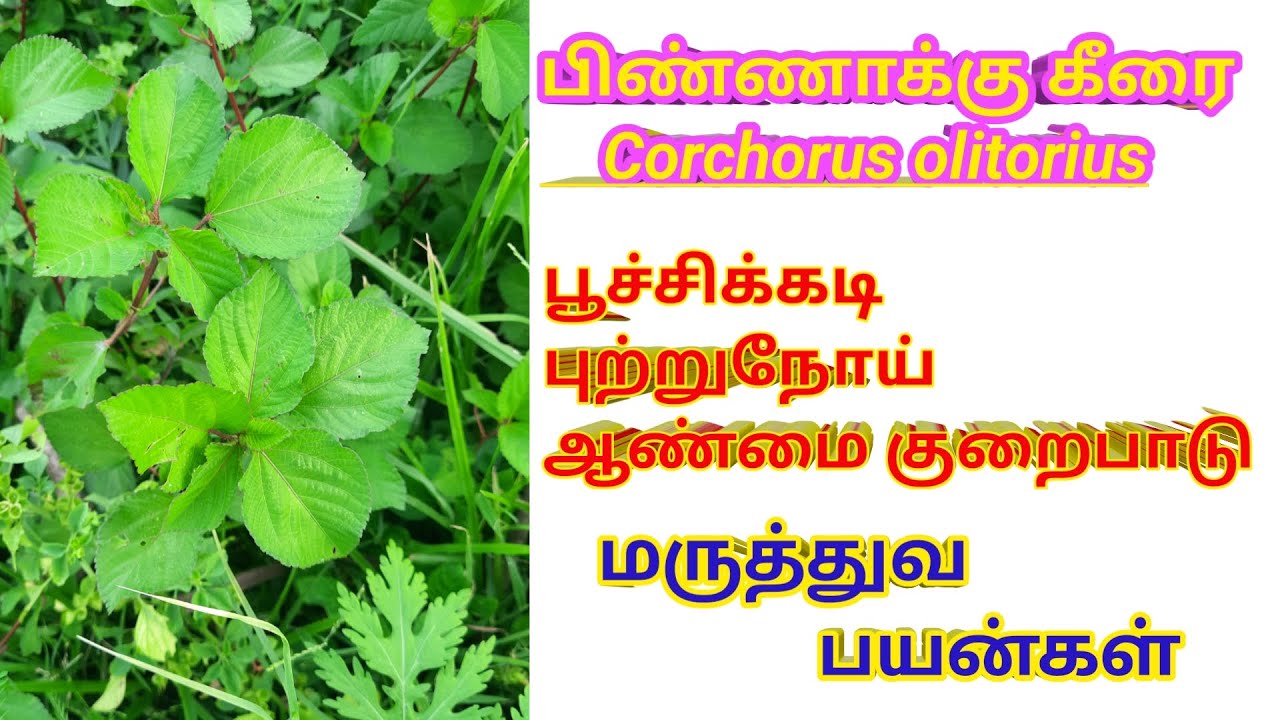 பிண்ணாக்கு கீரை | Corchorus olitorius| pinnaku Spinach | Botany ...