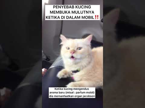 Kucing mangap? ini penyebabnya ‼️ - YouTube