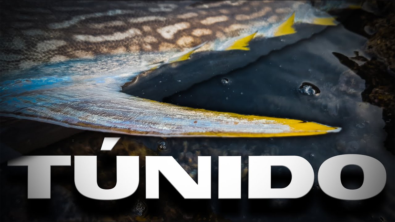 ¿NO Conoces ESTOS PECES? [𝙏Ú𝙉𝙄𝘿𝙊𝙎] - YouTube