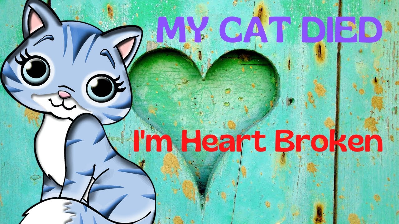 My Cat Died And My Heart Is Broken / Keep My Health From Loss / Be ...