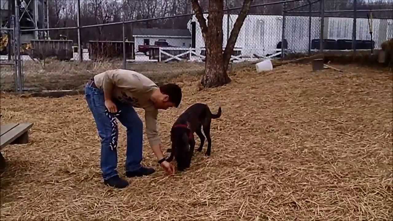 Smitty - A fun-loving dog - YouTube