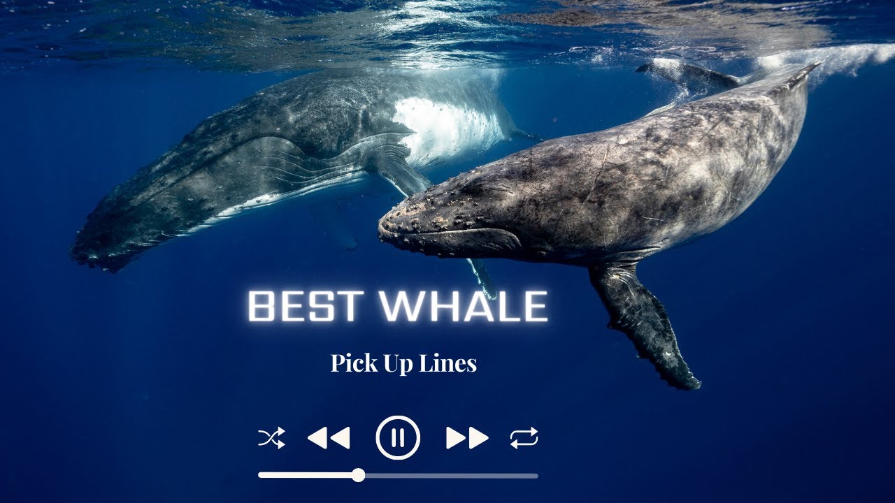 10 Best Whale Pick Up Lines That Will Seduce Any Creature - YouTube