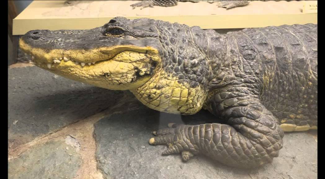 Smiley - The Alligator - YouTube