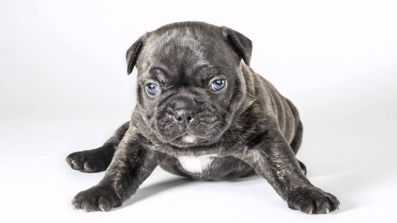 SHAKE PUPPIES TIME LAPSE 1 day to 8 weeks - YouTube