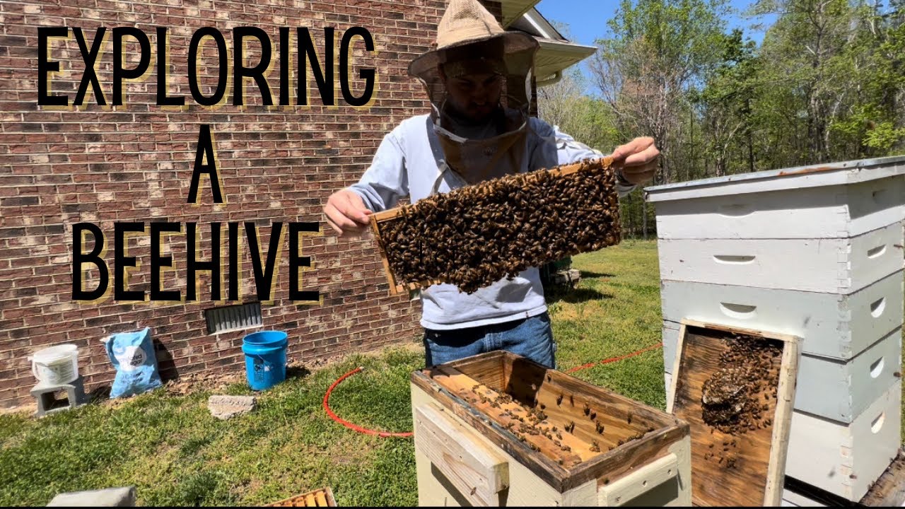 Let's Explore The Inside Of A Bee Hive With A Bee Keeper - YouTube