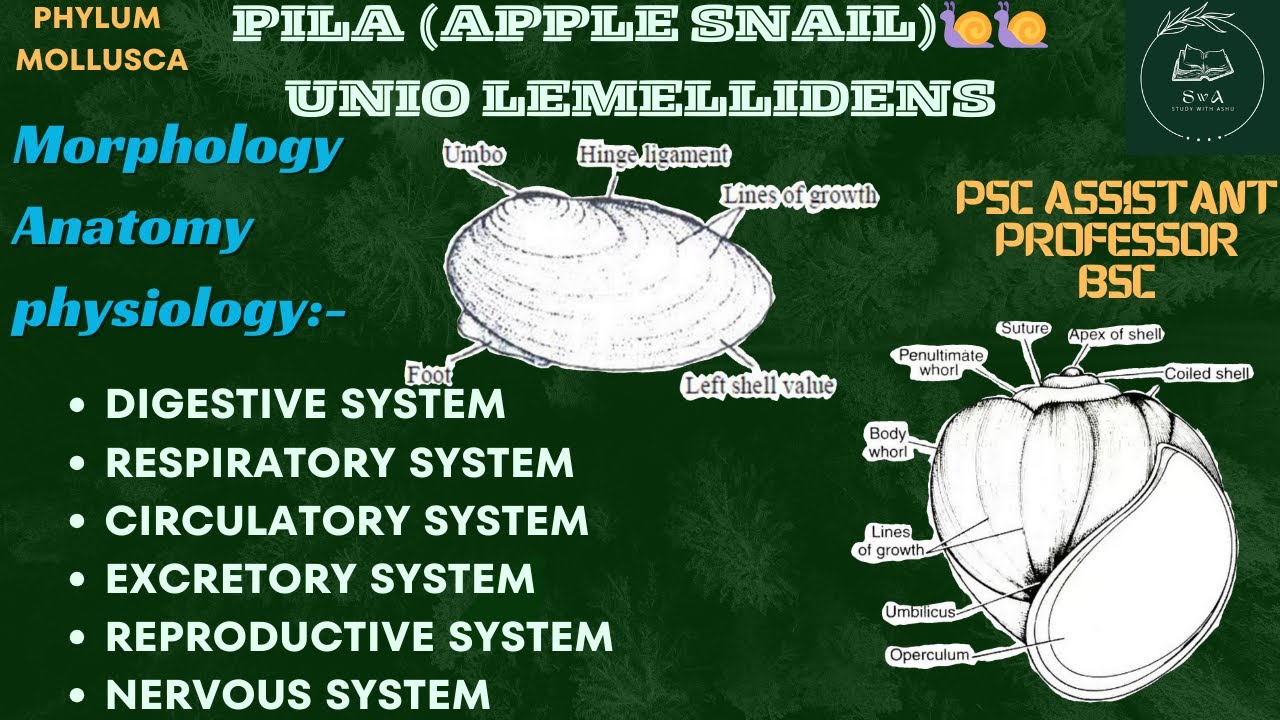 Pila( apple snail) & unio morphology & physiology psc assistant ...