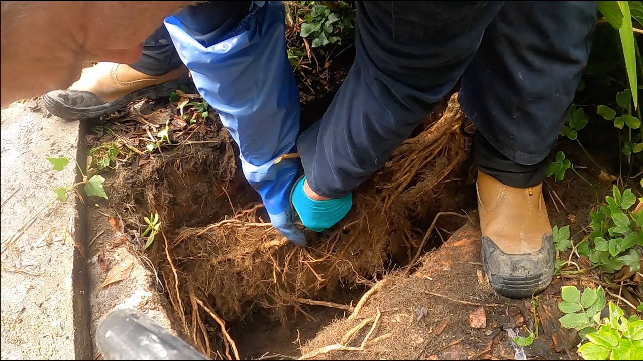 The Biggest Root EVER!! Very Satisfying!!! - YouTube