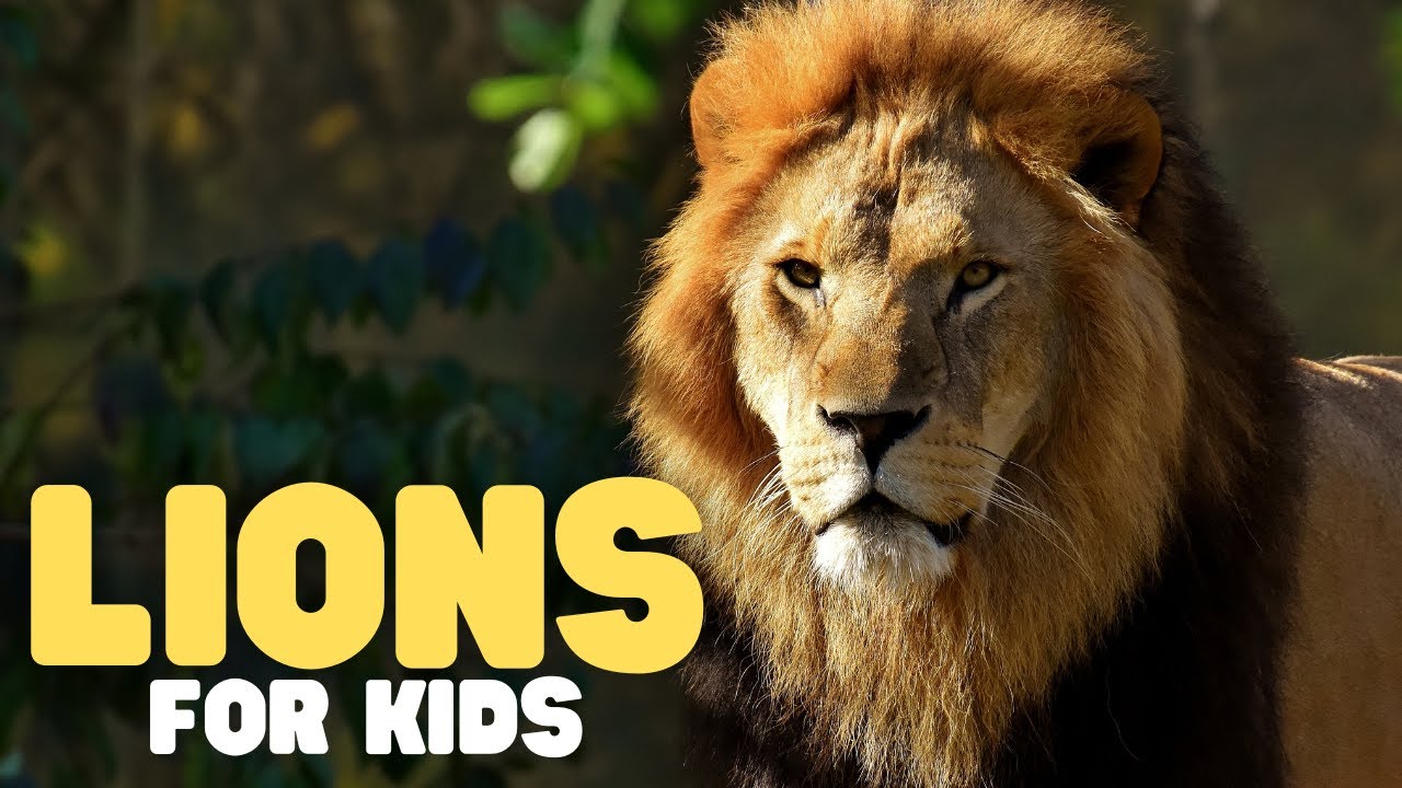Lions for Kids | Learn all about the king of cats! - YouTube