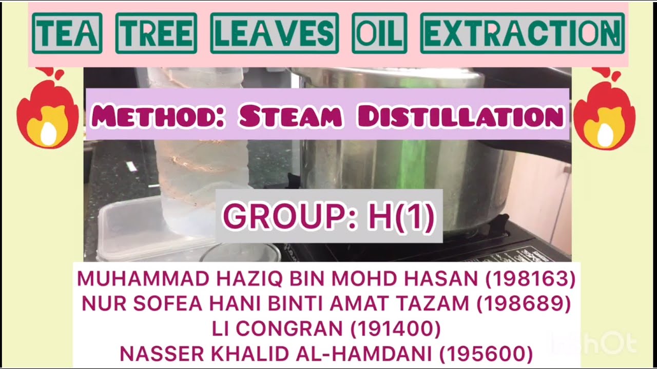OPEN-ENDED PROJECT AT HOME | STEAM DISTILLATION TEA TREE LEAVES - YouTube