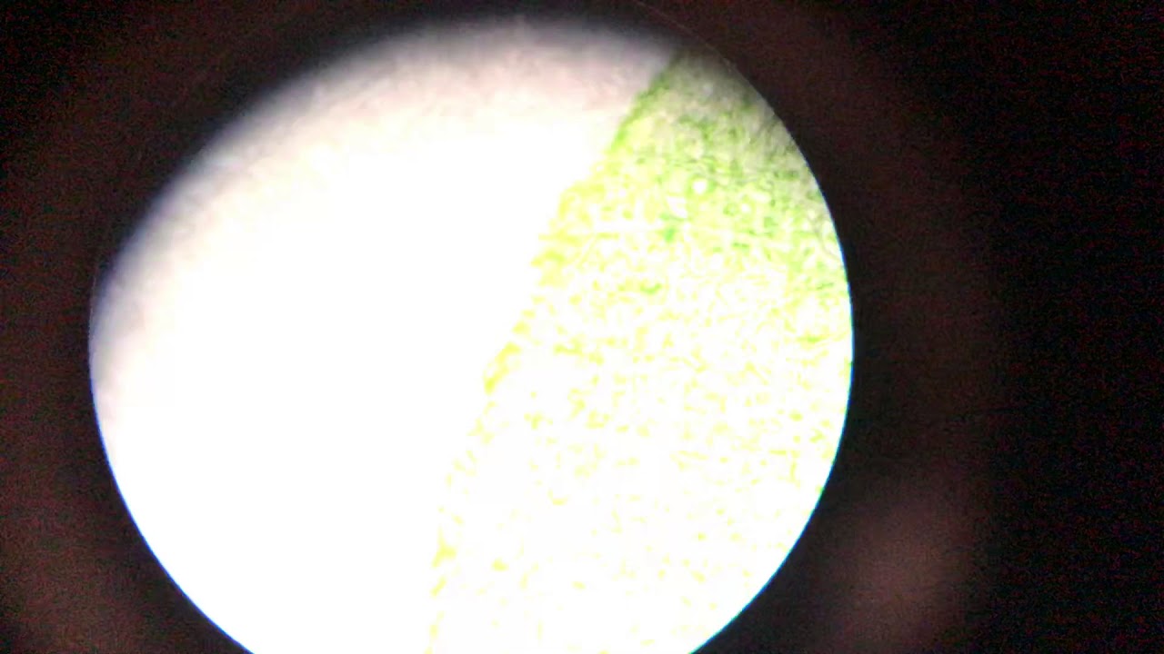 Piece of a paper cup under microscope. - YouTube