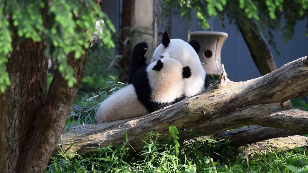 Bei Bei panda TORMENTING his very patient mother (5/14/2016) - YouTube