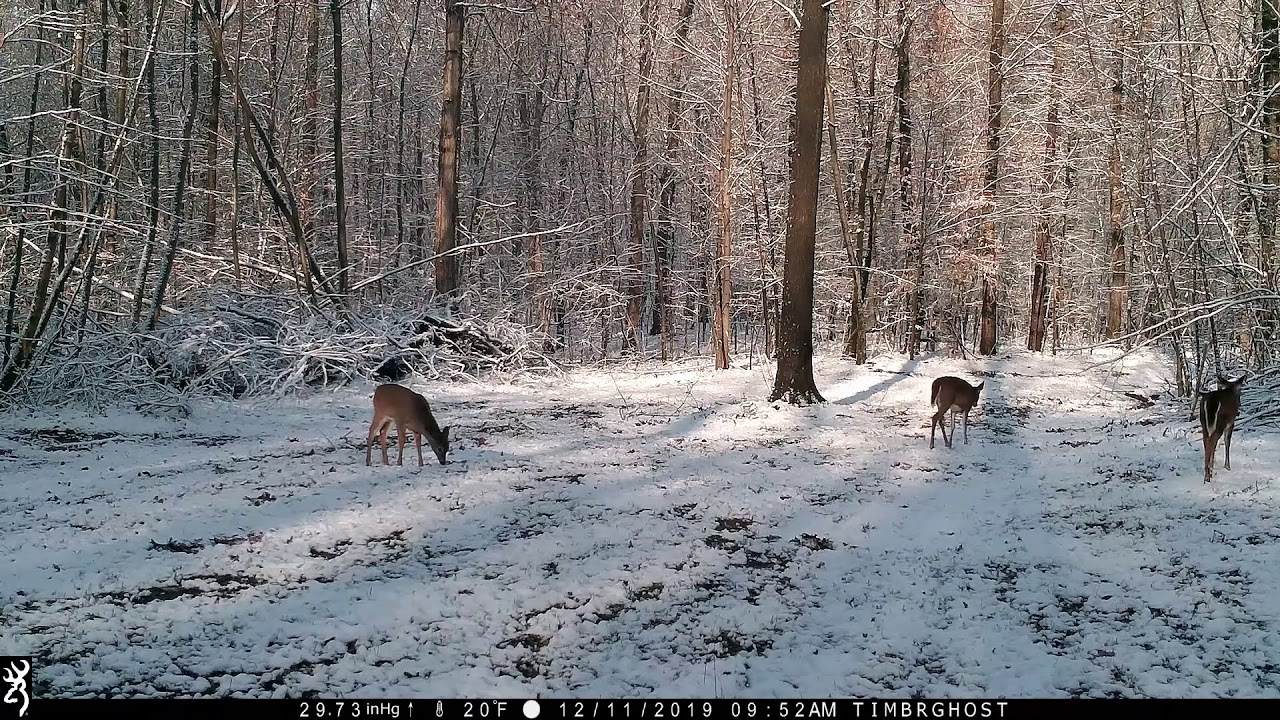 January 18, 2020 PA Trail Cam Footage Deer Turkeys Buck Snow Browning ...