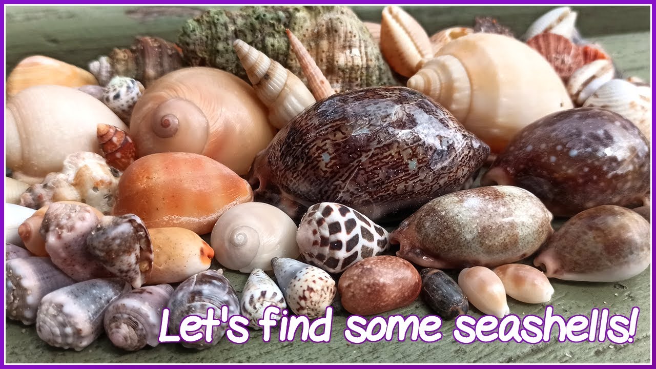 Finding Seashells at Low Tide | Glossy Spotted Deer Cowrie - YouTube