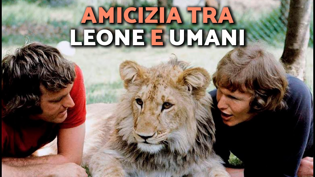 La STORIA COMPLETA di CHRISTIAN il LEONE 🦁🏙️🌿 UNA STORIA VERA di ...
