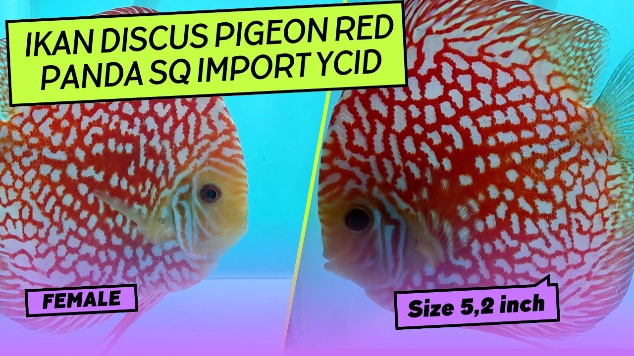 Pigeon Red Panda Discus Fish Size 5,2 inch Female - YouTube
