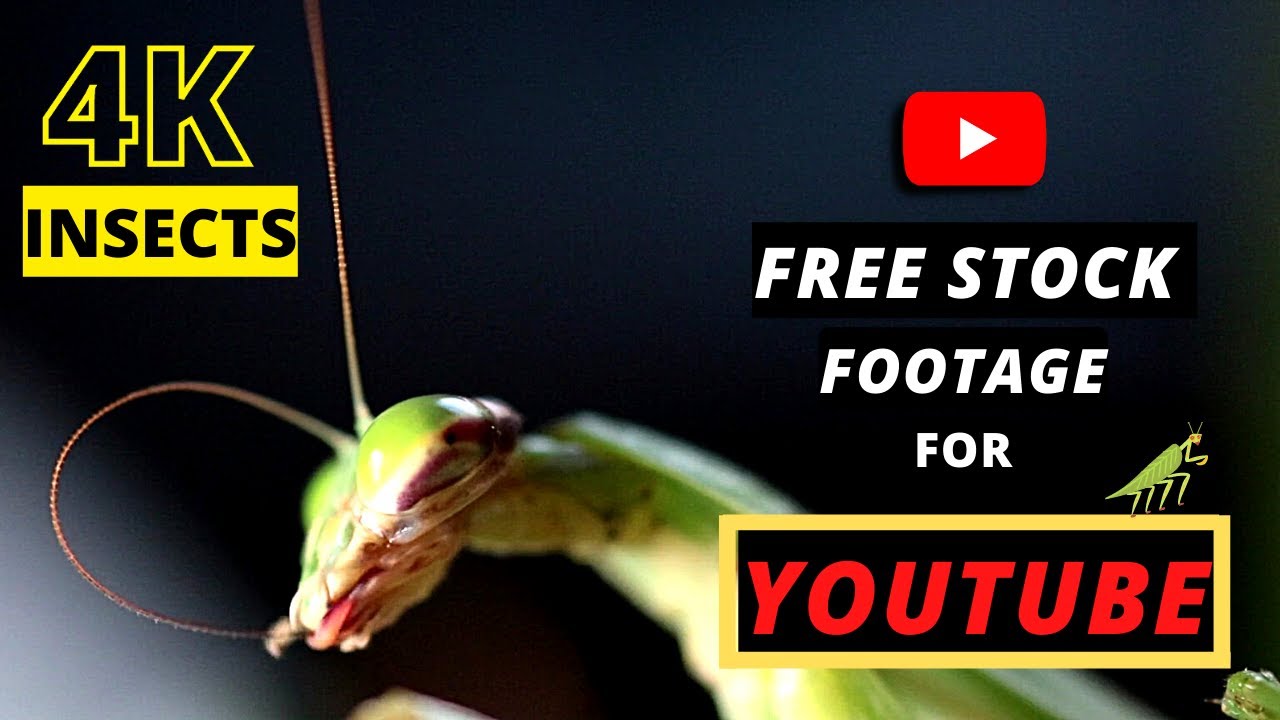 Insects | Free Stock Footage for YouTube | Stock video | No-copyright ...