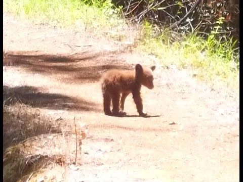 Bear Cub ~ Alone on the Trail - YouTube