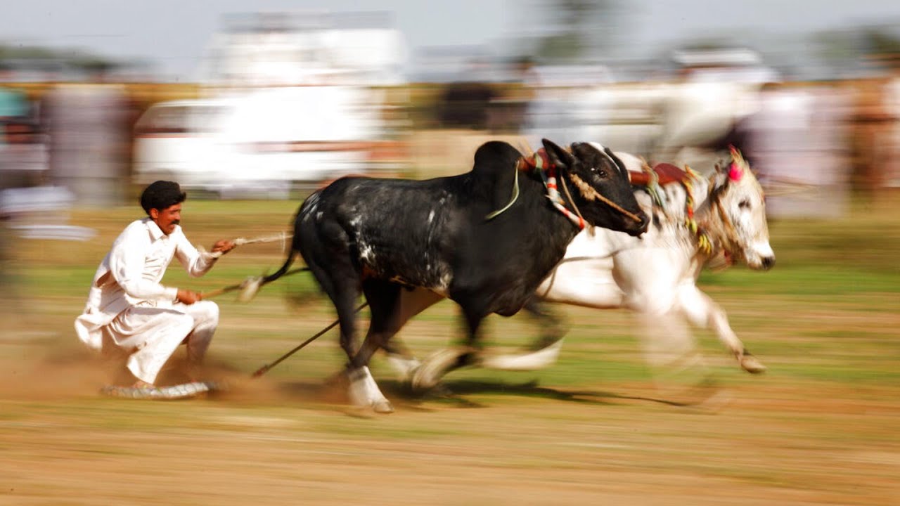 Speed and skill thrill crowds at an annual ox race in Pakistan - YouTube