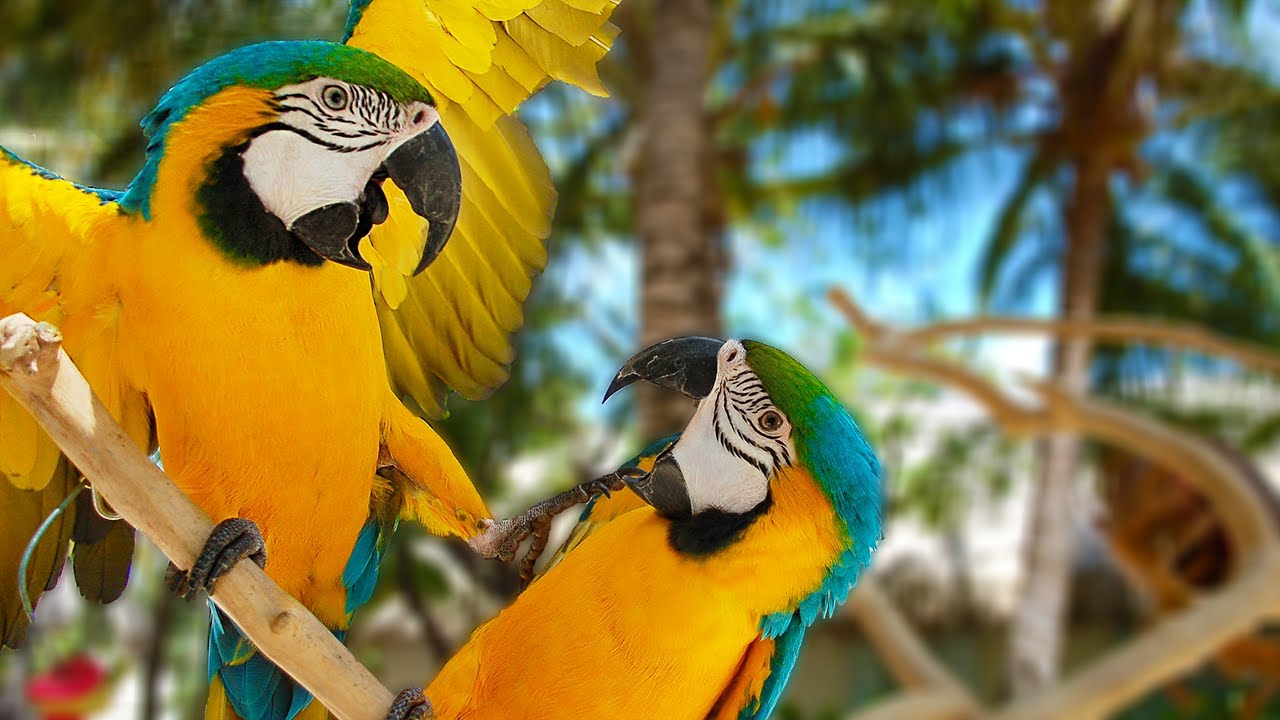 When Macaws ATTACK! Training Them NOT To | Tusa vs Jinx - YouTube