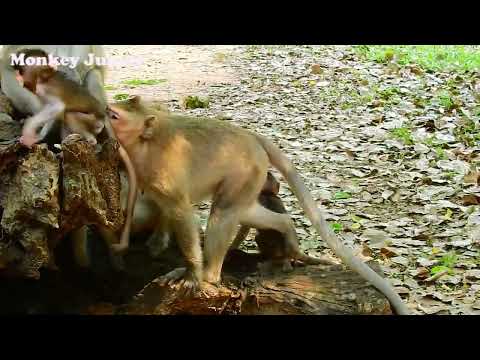 Julina tries to give baby up, Poor Jasper runs fast to grandma asking for help